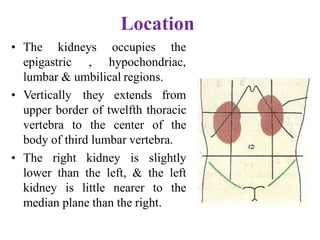Kidney by ismail Surchi | PPTX