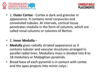 Urinary system | PPT
