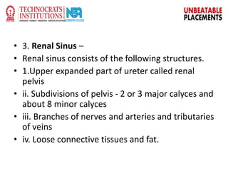 Urinary system | PPT