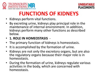 Urinary system | PPTX
