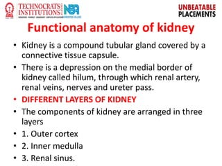 Urinary system | PPT