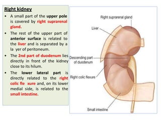 Kidney | PPTX