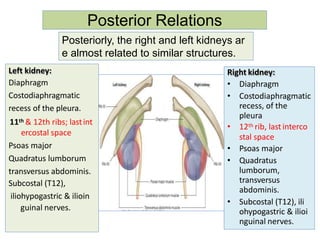 Kidney | PPTX