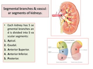 Kidney | PPTX