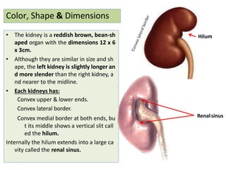 Kidney | PPTX