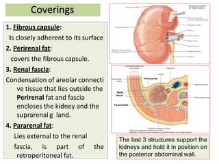 Kidney | PPTX