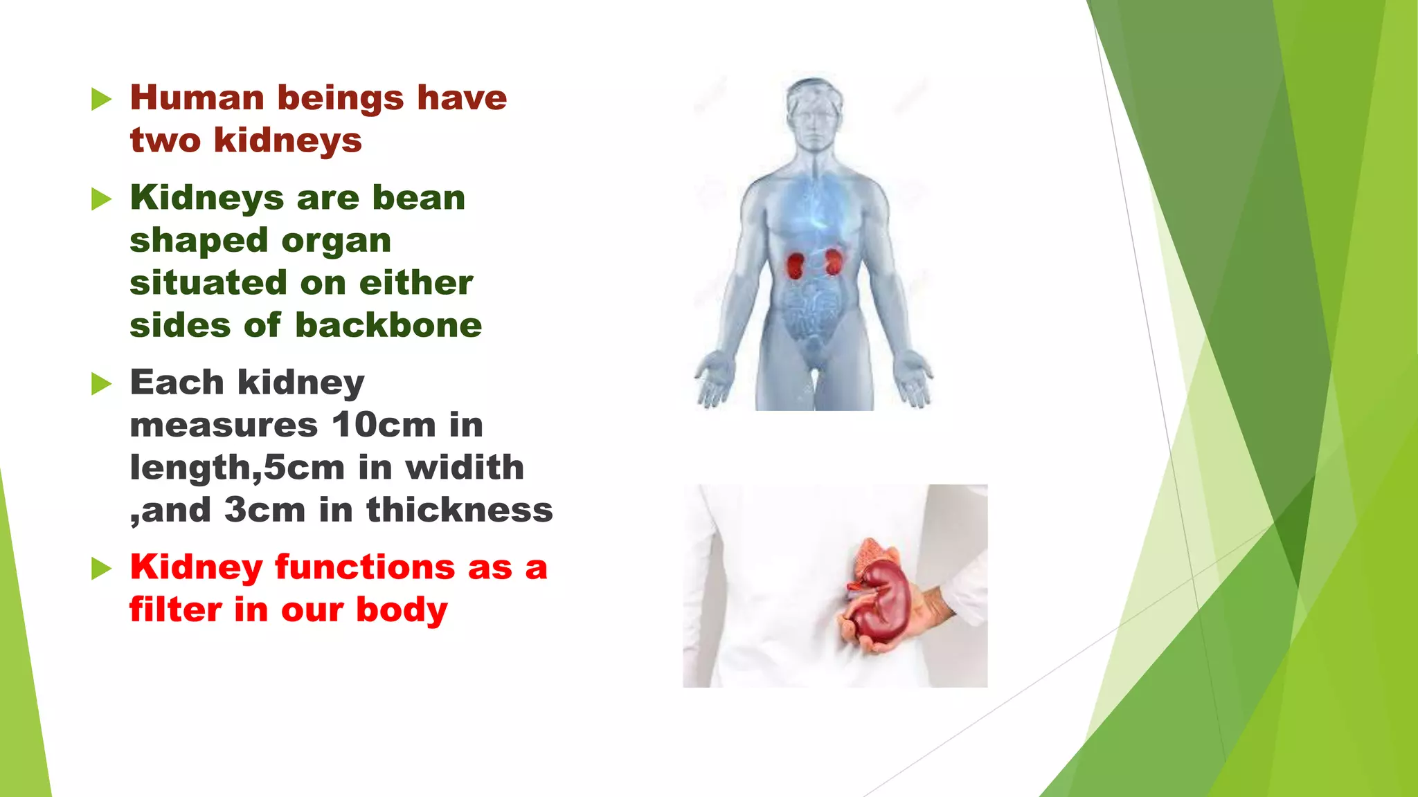 Kidney Level 8th standard | PPT