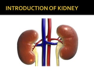 kidney.pptx