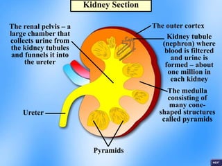 Kidney.pptx