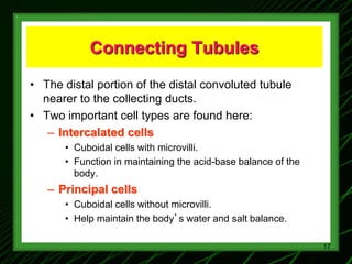 kidney.pptx | Endocrine and Metabolic Diseases | Diseases and Conditions