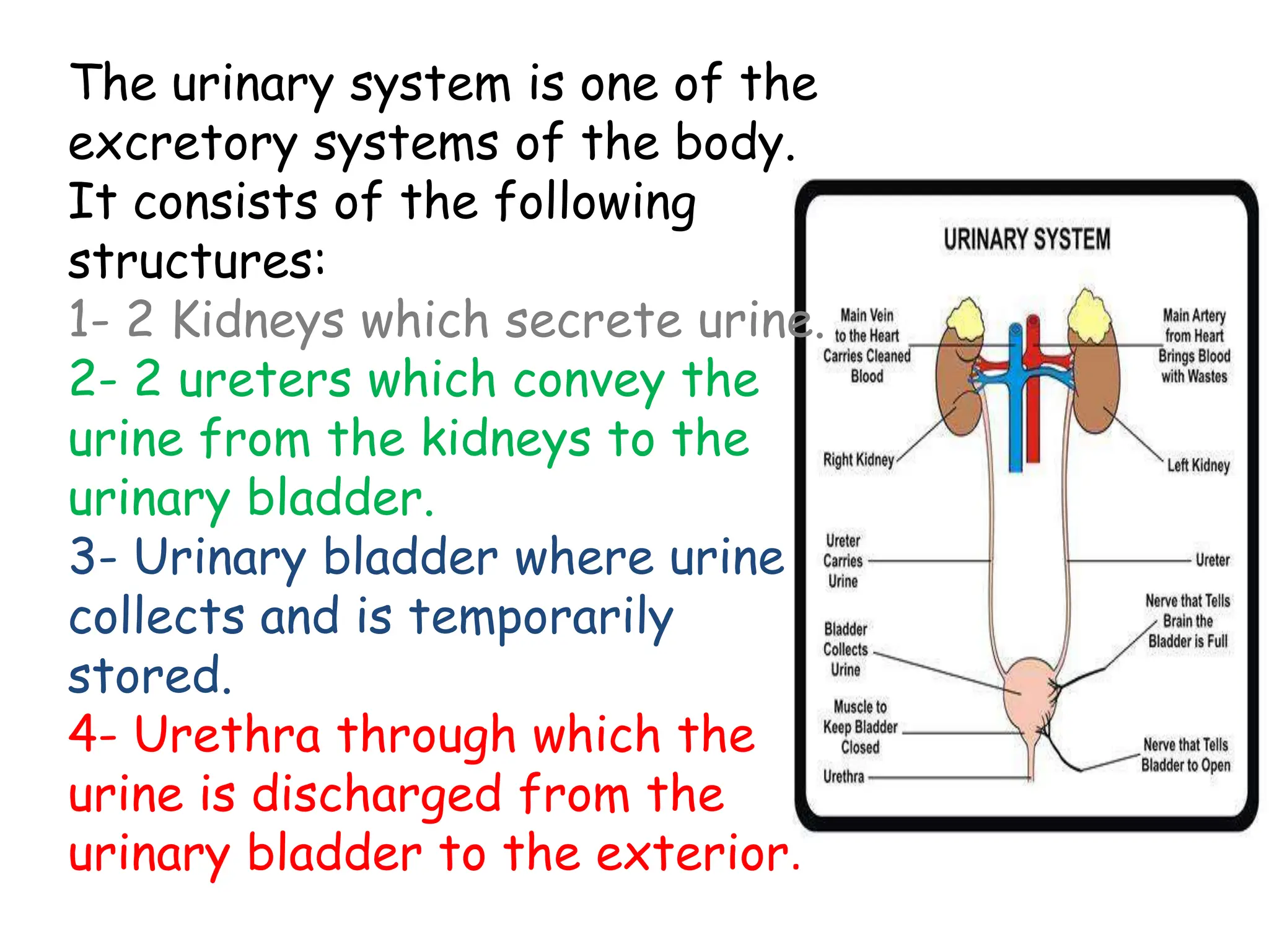 kidney.pptx