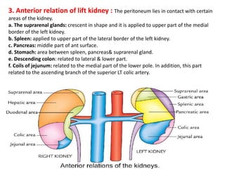 kidney.pptx