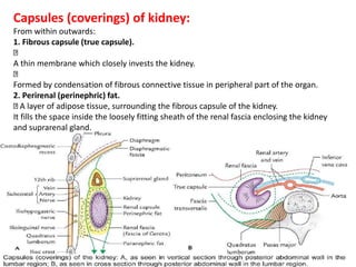 kidney.pptx
