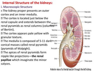 kidney.pptx