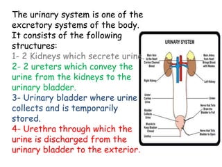 kidney.pptx