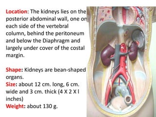 kidney.pptx