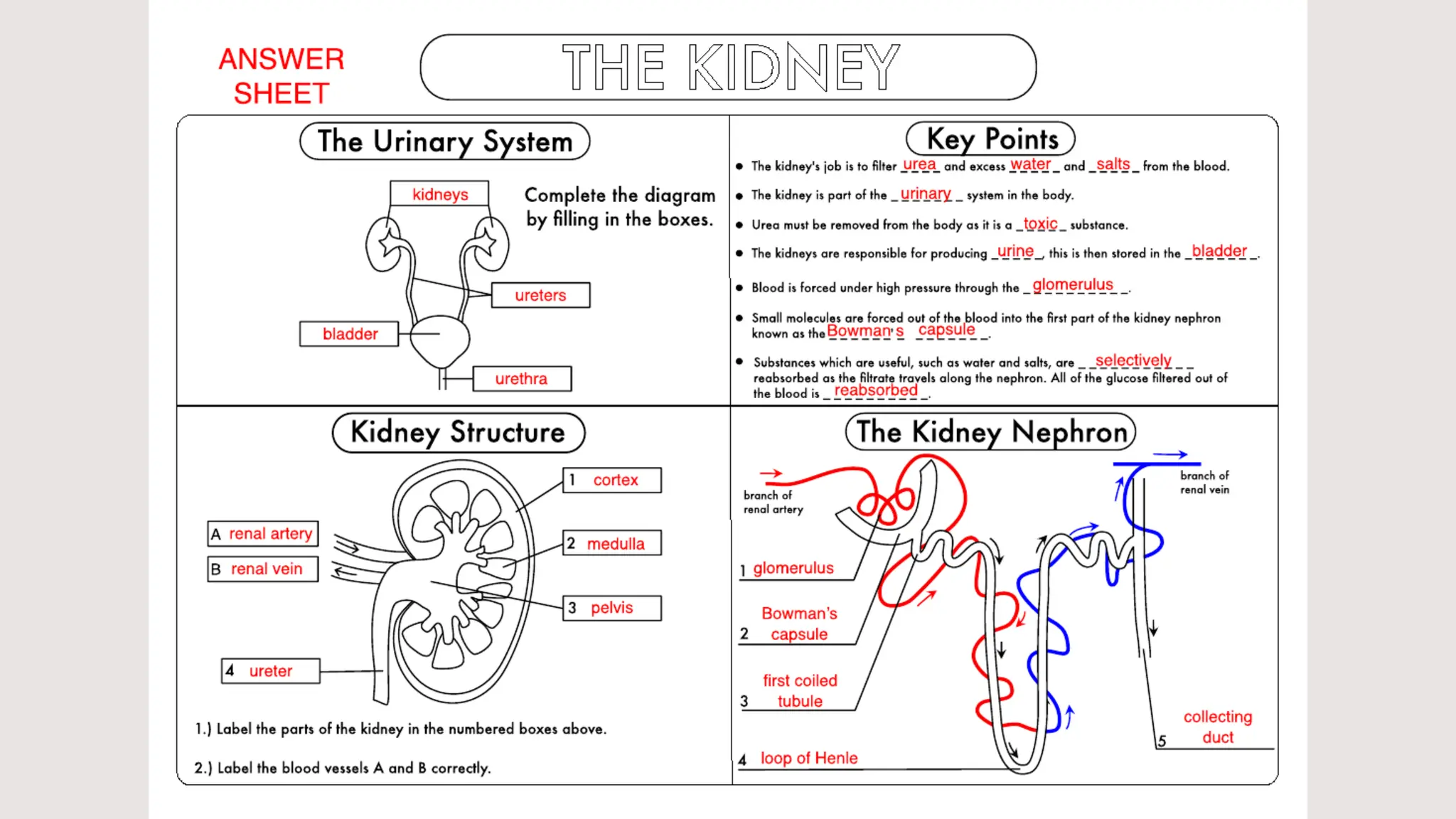 Kidney functions and anatomy as a part of biology | PPT
