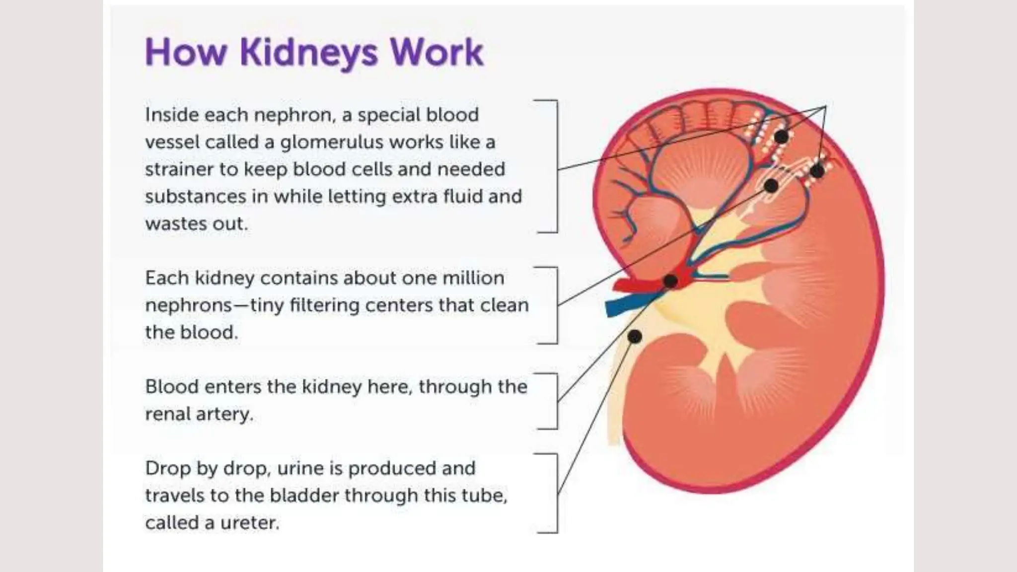 Kidney functions and anatomy as a part of biology | PPT