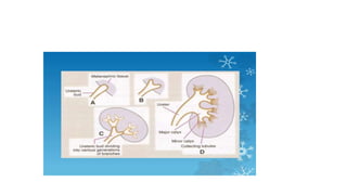 KIDNEY uts structure and function...pptx | Endocrine and Metabolic ...