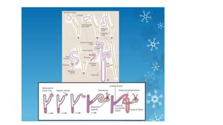 KIDNEY uts structure and function...pptx | Endocrine and Metabolic ...