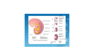 KIDNEY uts structure and function...pptx | Endocrine and Metabolic ...