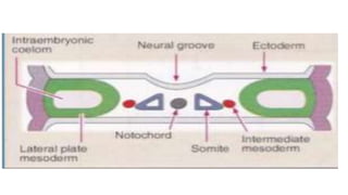 KIDNEY uts structure and function...pptx | Endocrine and Metabolic ...