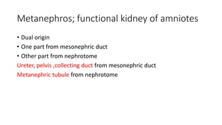 KIDNEY uts structure and function...pptx | Endocrine and Metabolic ...