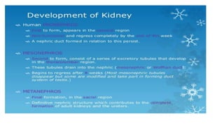 KIDNEY uts structure and function...pptx | Endocrine and Metabolic ...