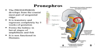 KIDNEY uts structure and function...pptx