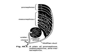 KIDNEY uts structure and function...pptx