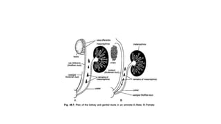 KIDNEY uts structure and function...pptx | Endocrine and Metabolic ...