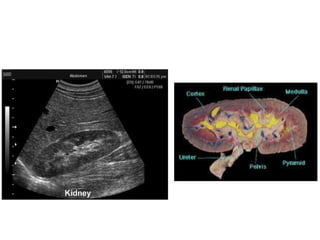 Imaging Anatomy of UT and some common Pathologies differences as a ...