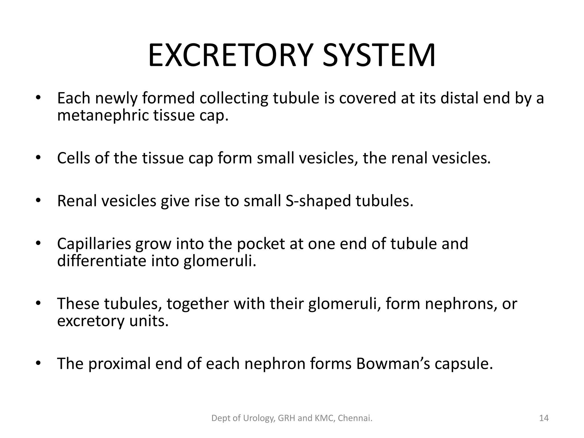 EMBRYOLOGY AND ANATOMY OF KIDNEY | PDF
