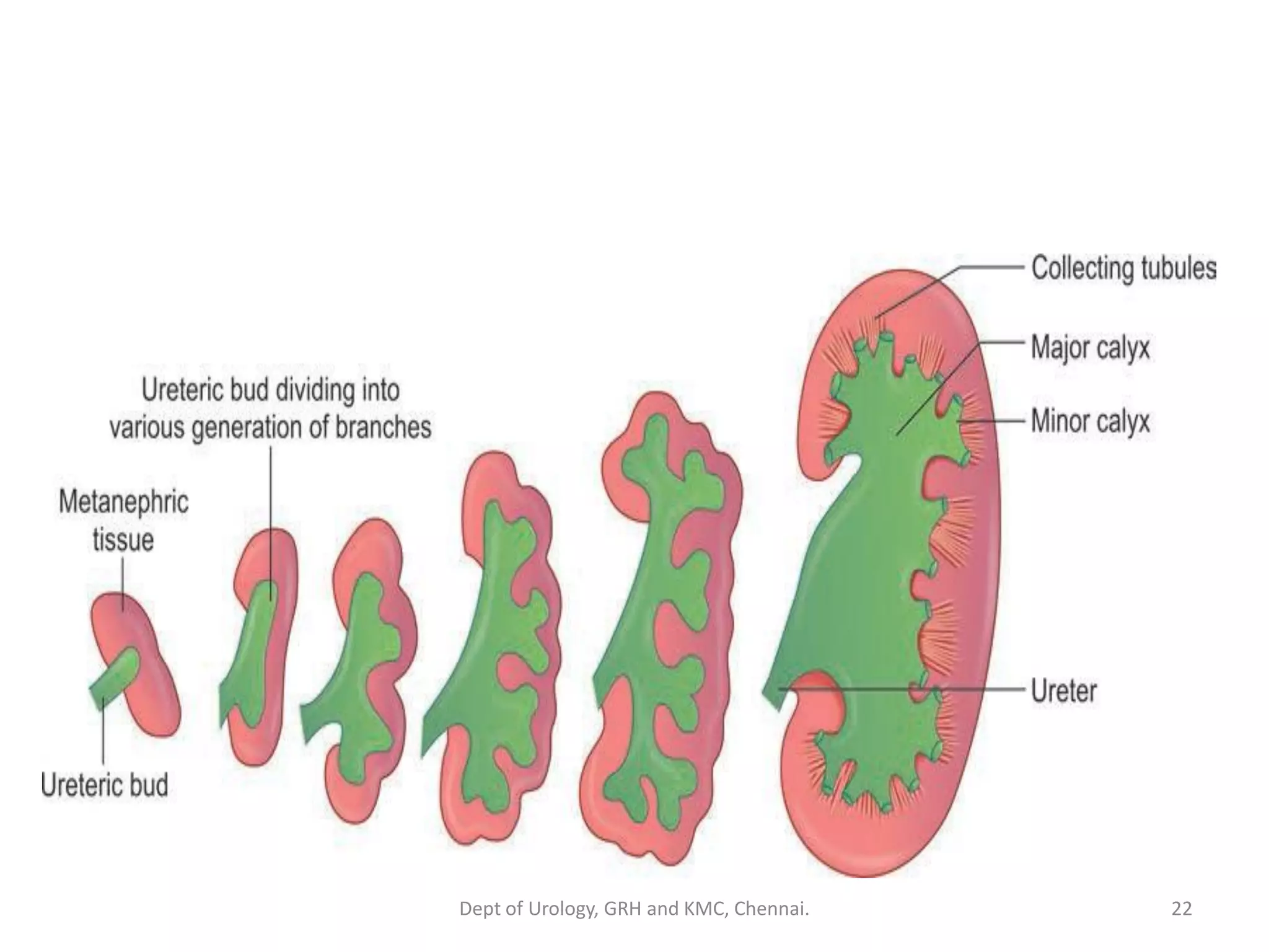 EMBRYOLOGY AND ANATOMY OF KIDNEY | PDF
