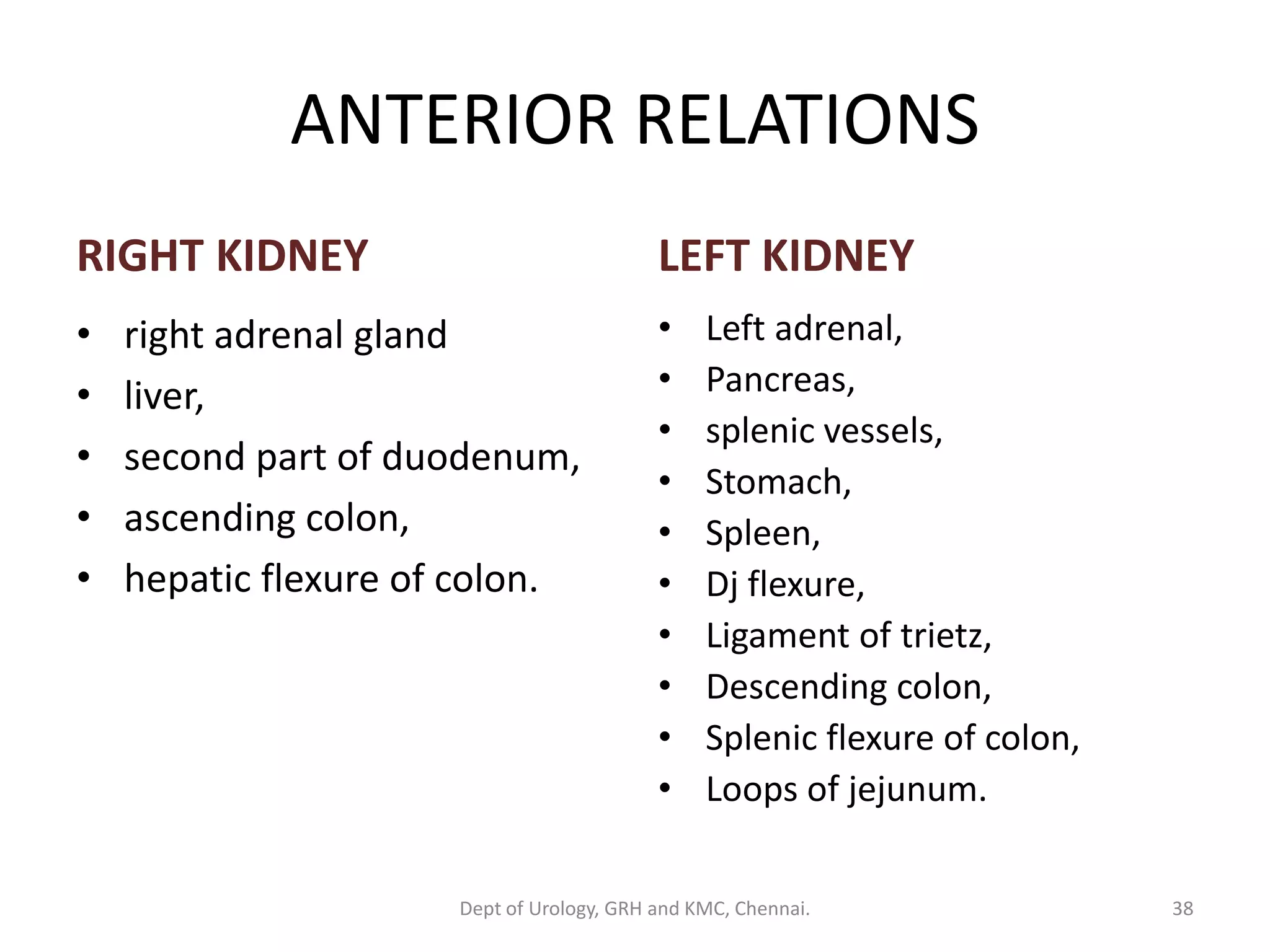 EMBRYOLOGY AND ANATOMY OF KIDNEY | PDF