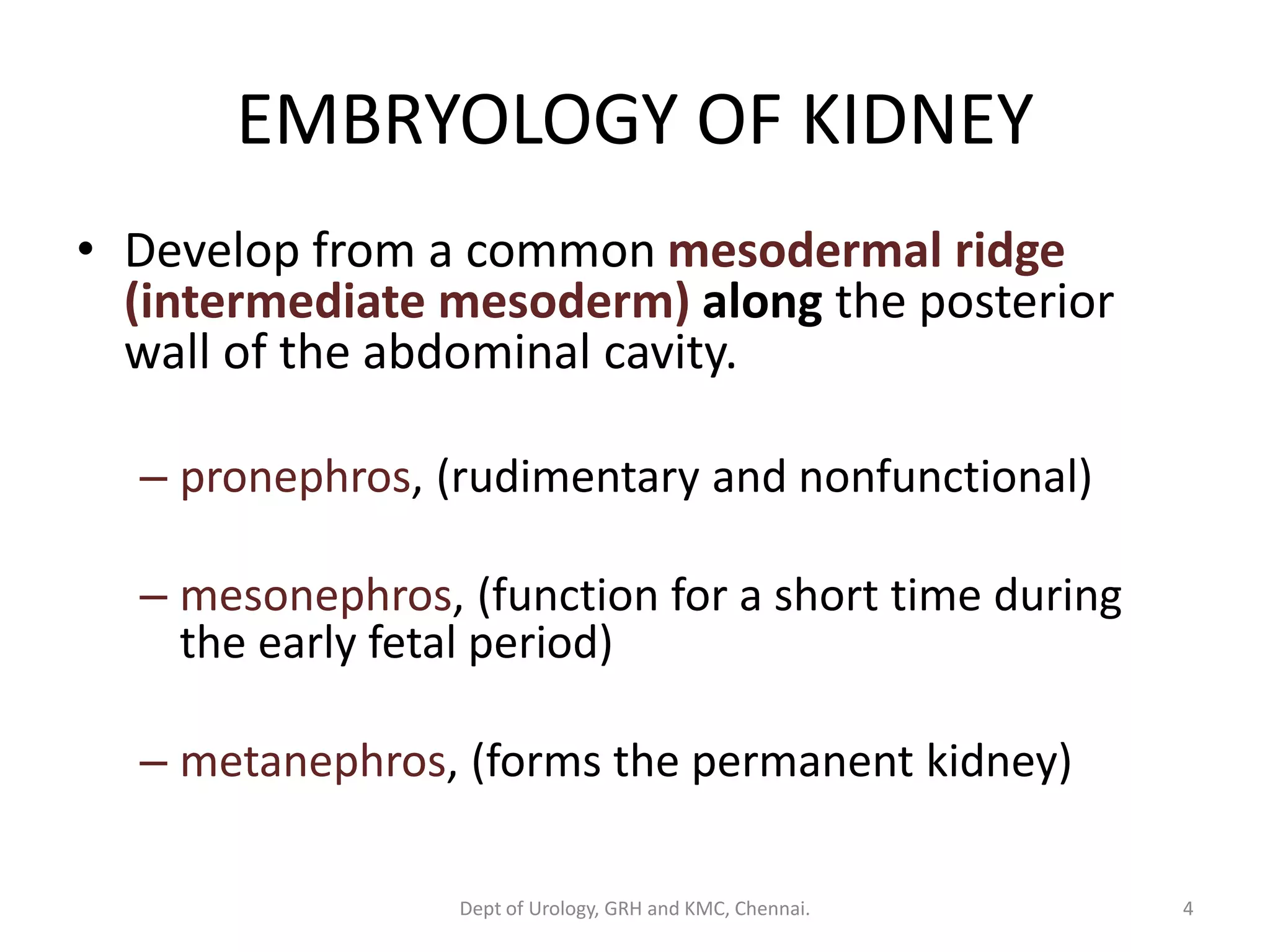 EMBRYOLOGY AND ANATOMY OF KIDNEY | PDF