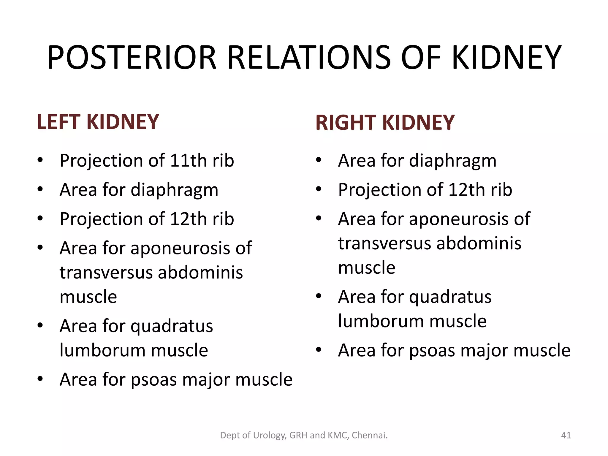 EMBRYOLOGY AND ANATOMY OF KIDNEY | PDF