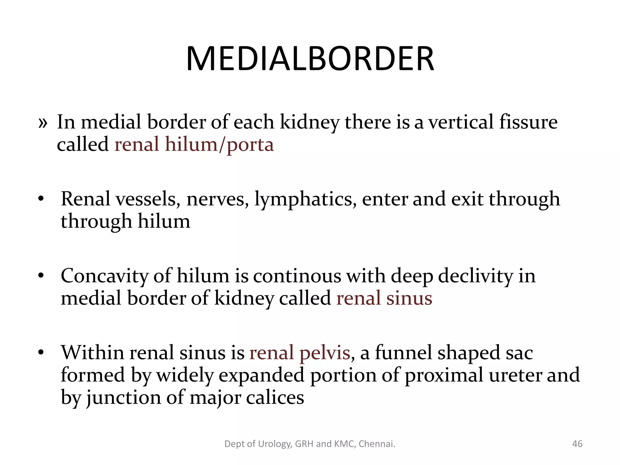 EMBRYOLOGY AND ANATOMY OF KIDNEY | PDF