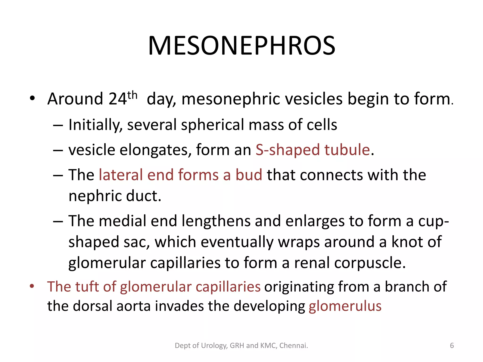 EMBRYOLOGY AND ANATOMY OF KIDNEY | PDF