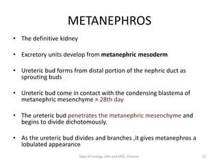 EMBRYOLOGY AND ANATOMY OF KIDNEY | PDF