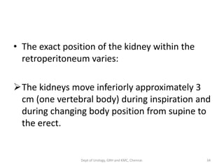 EMBRYOLOGY AND ANATOMY OF KIDNEY | PDF