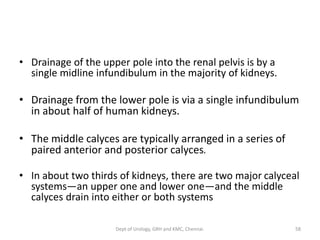 EMBRYOLOGY AND ANATOMY OF KIDNEY | PDF