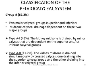 EMBRYOLOGY AND ANATOMY OF KIDNEY | PDF