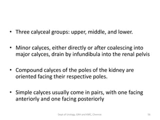 EMBRYOLOGY AND ANATOMY OF KIDNEY | PPT