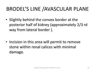 EMBRYOLOGY AND ANATOMY OF KIDNEY | PPT