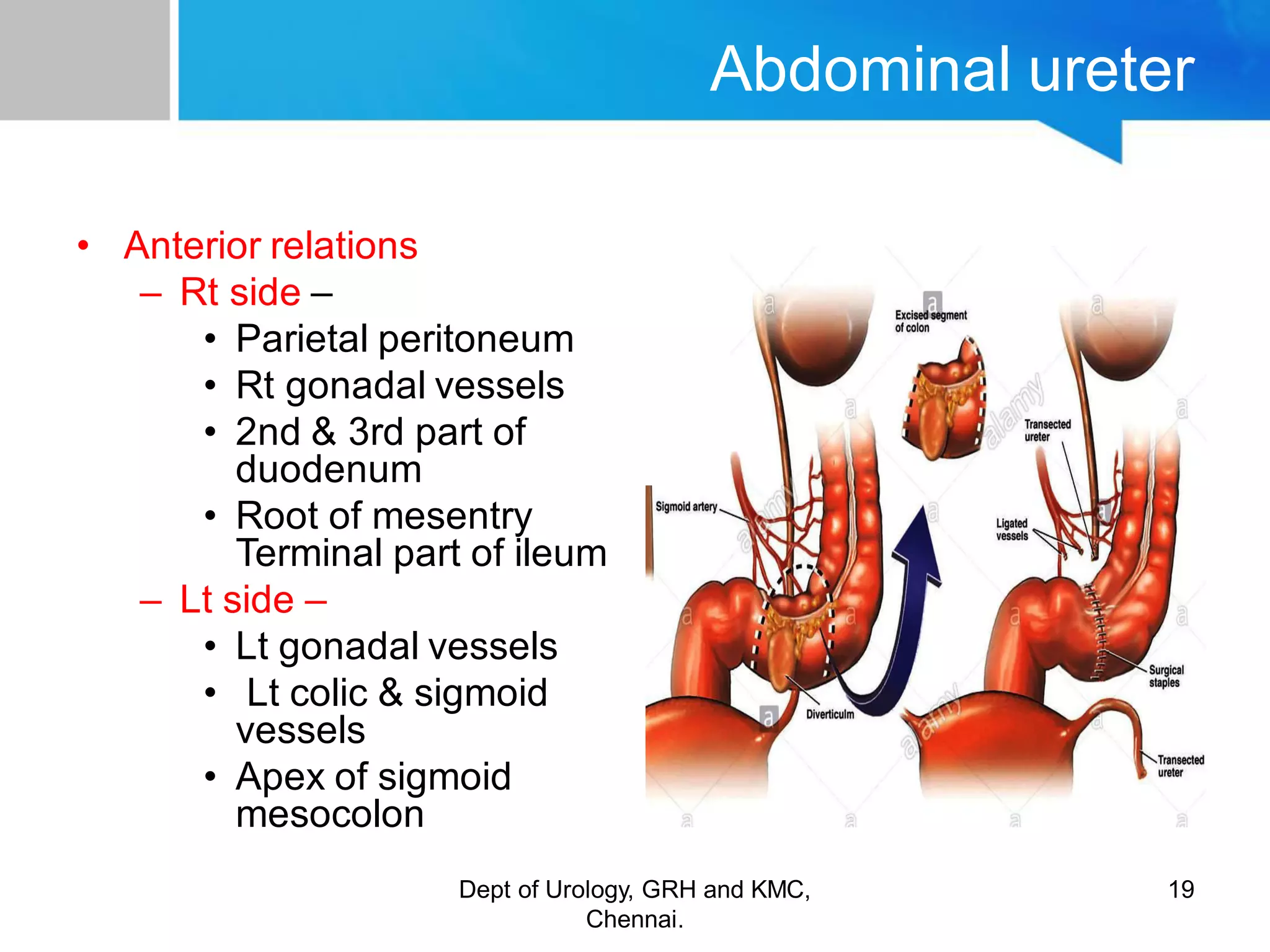 ANATOMY OF GENITOURINARY TRACT | PDF