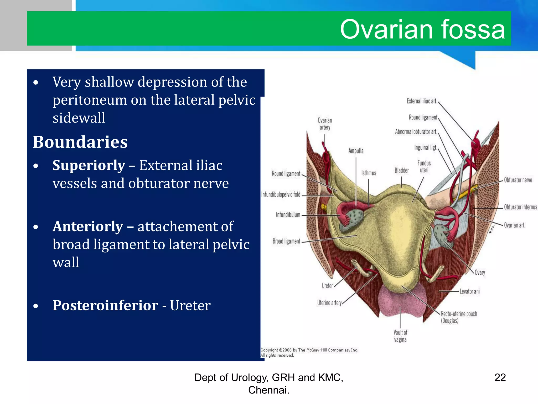 ANATOMY OF GENITOURINARY TRACT | PDF