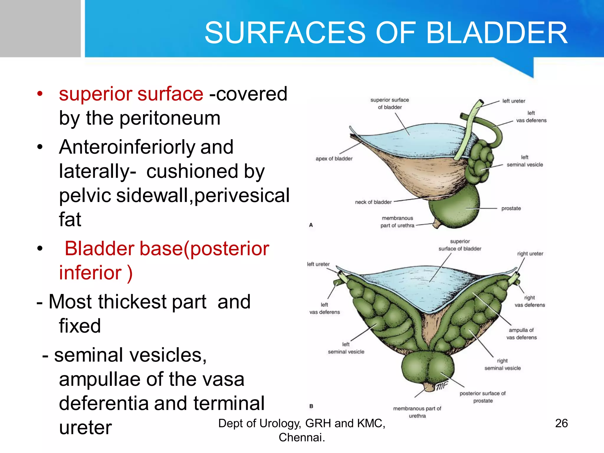 ANATOMY OF GENITOURINARY TRACT | PDF