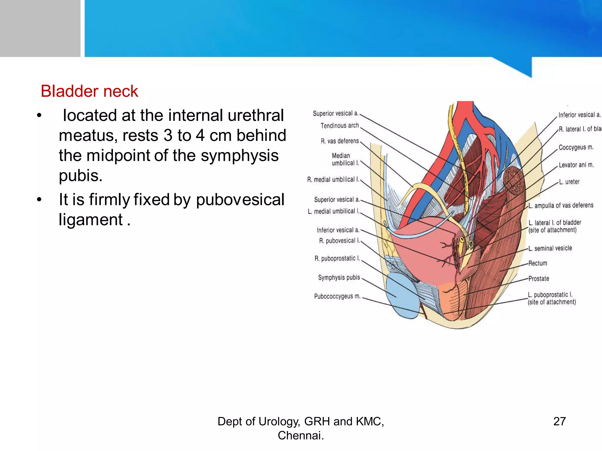 ANATOMY OF GENITOURINARY TRACT | PDF