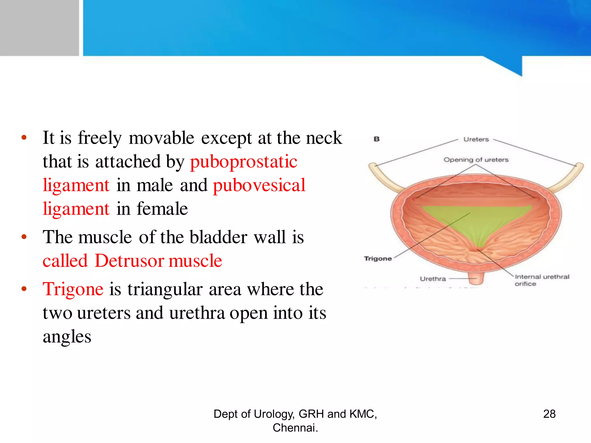ANATOMY OF GENITOURINARY TRACT | PDF
